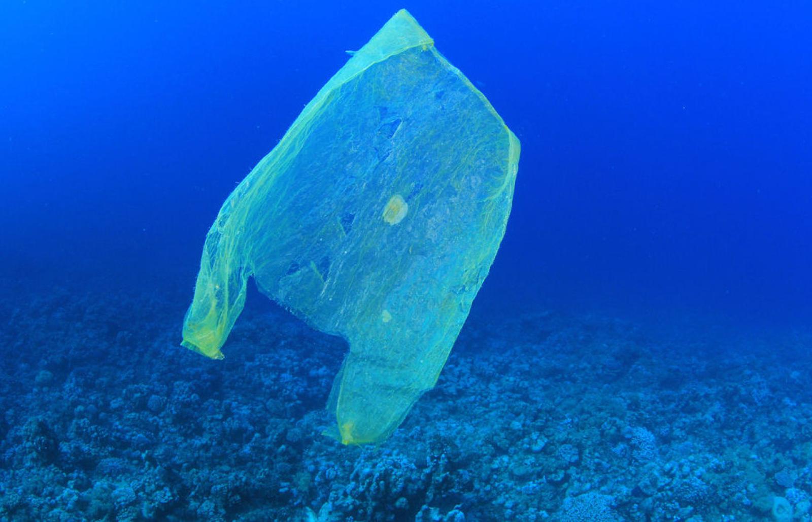 Un mare di plastica | Scienza in rete