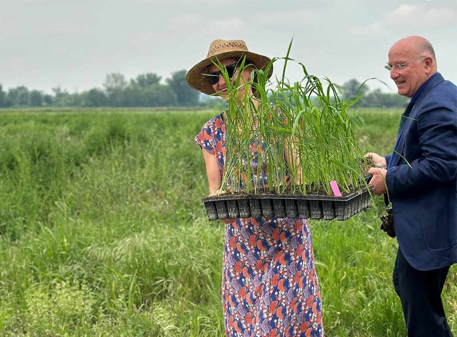 Finalmente in campo le prime piantine di riso TEA di Brambilla e ...