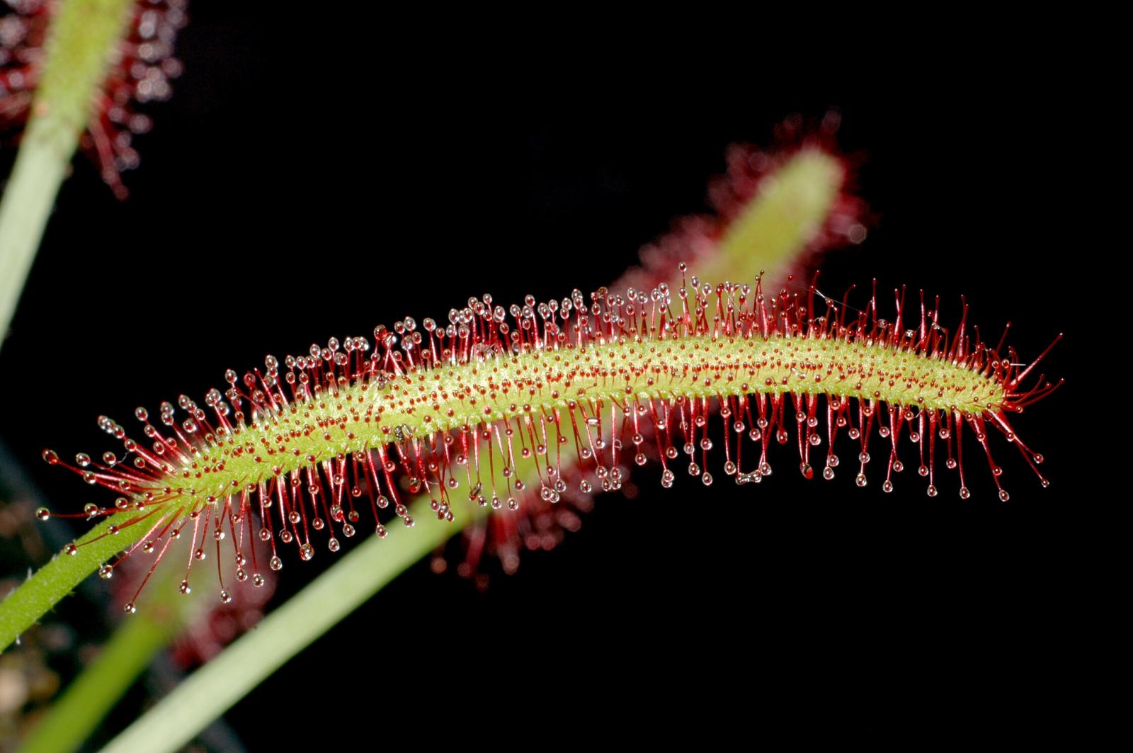 Carnivorous plants can be a source of inspiration for new materials ...