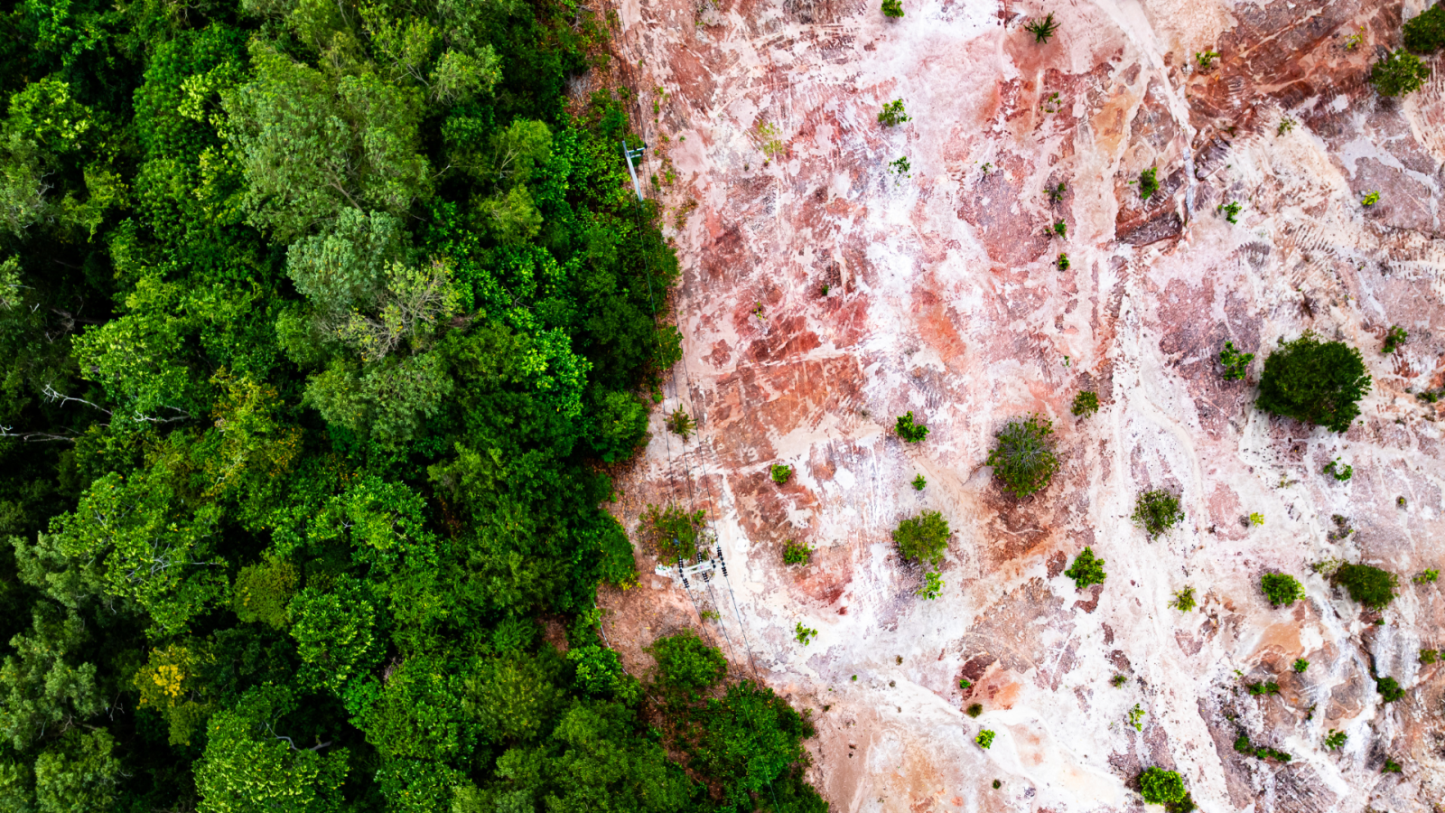 Deforestazione, l’Ue indebolisce il regolamento EUDR: a rischio le ...
