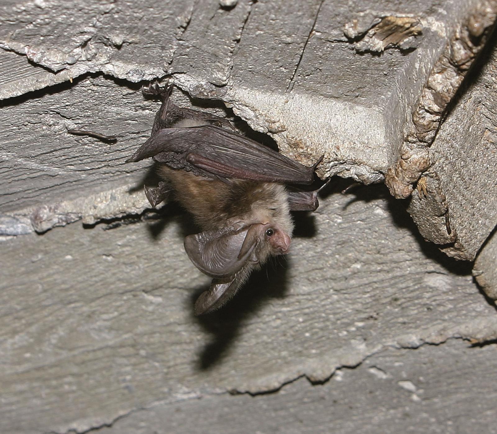 Un pipistrello endemico. E molto a rischio | Scienza in rete