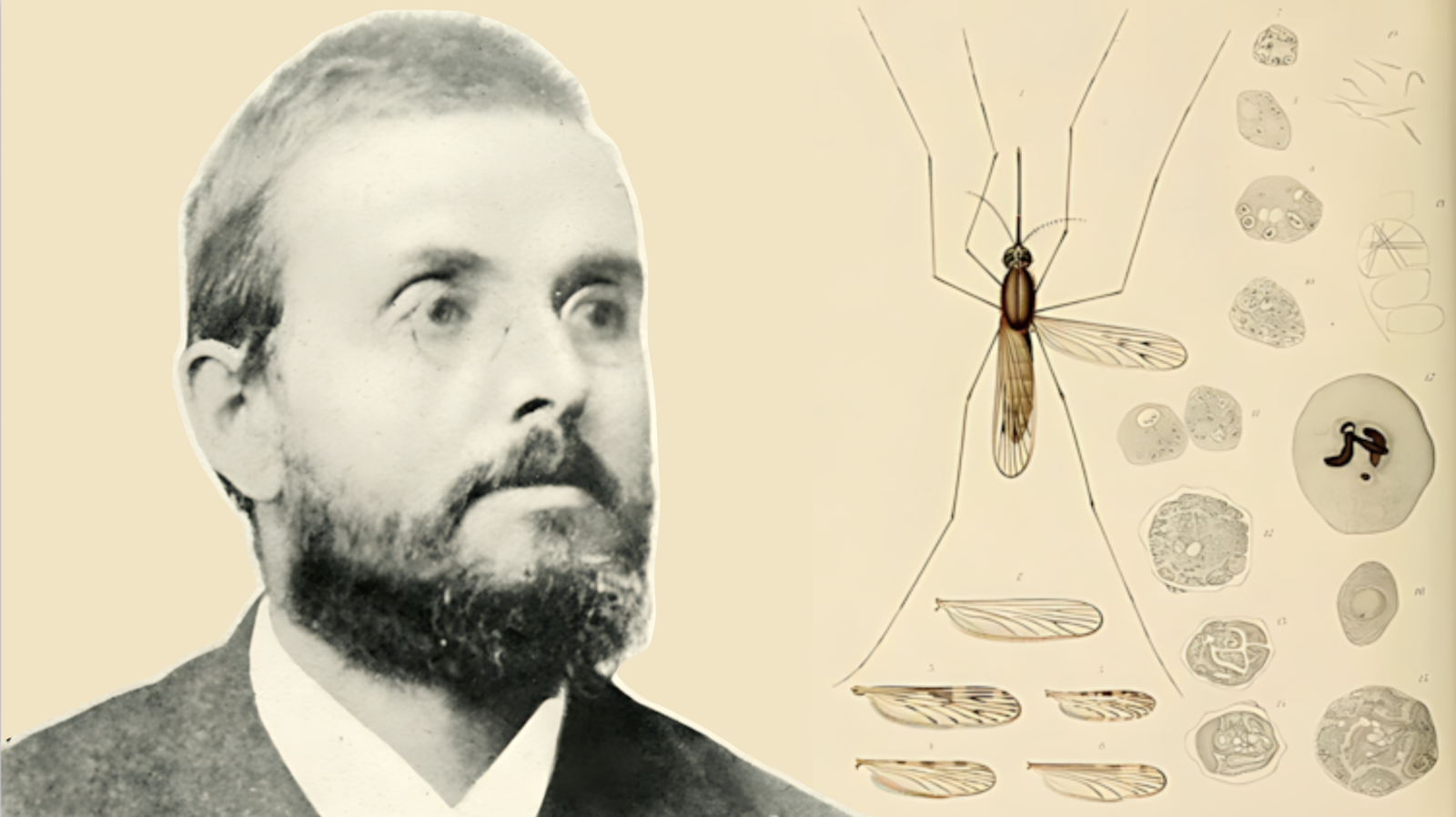 Malaria. Il Nobel negato: storia di Battista Grassi | Scienza in rete