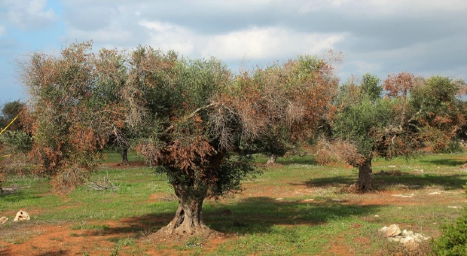 Xylella fastidiosa: come contrastare il "batterio killer" | Scienza in rete